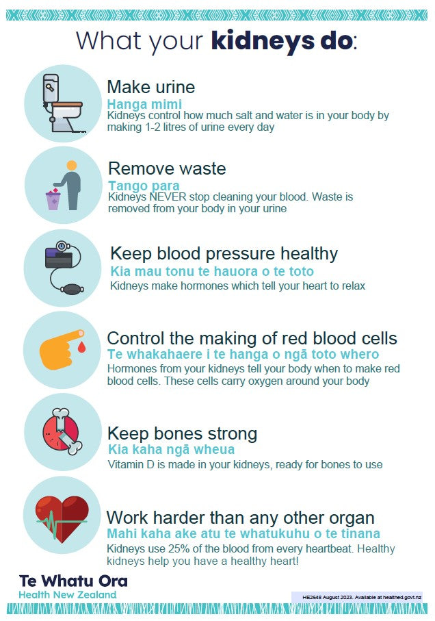 What your kidneys do HE2648 – HealthEd